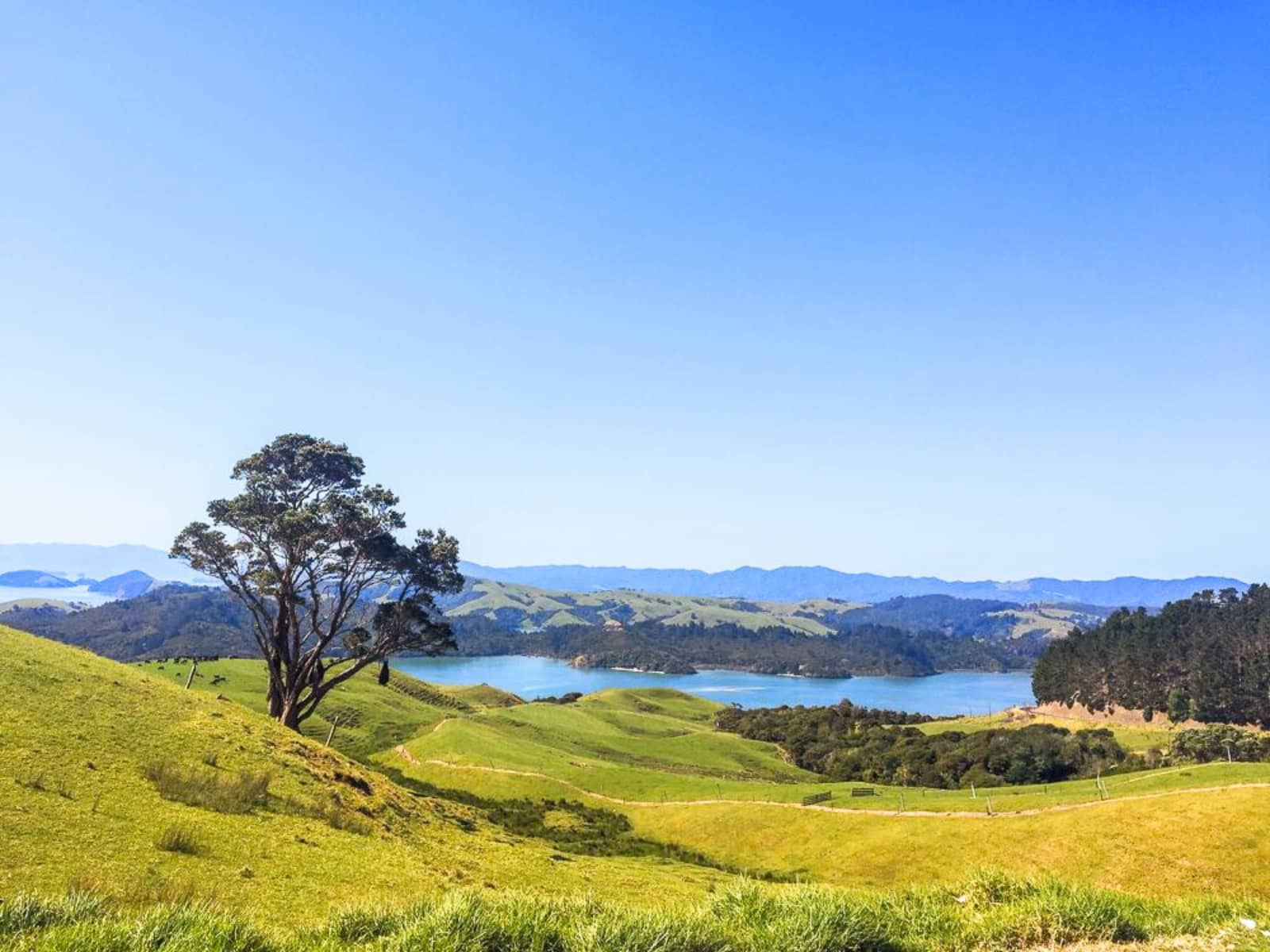Coromandel Caper - MoaTours